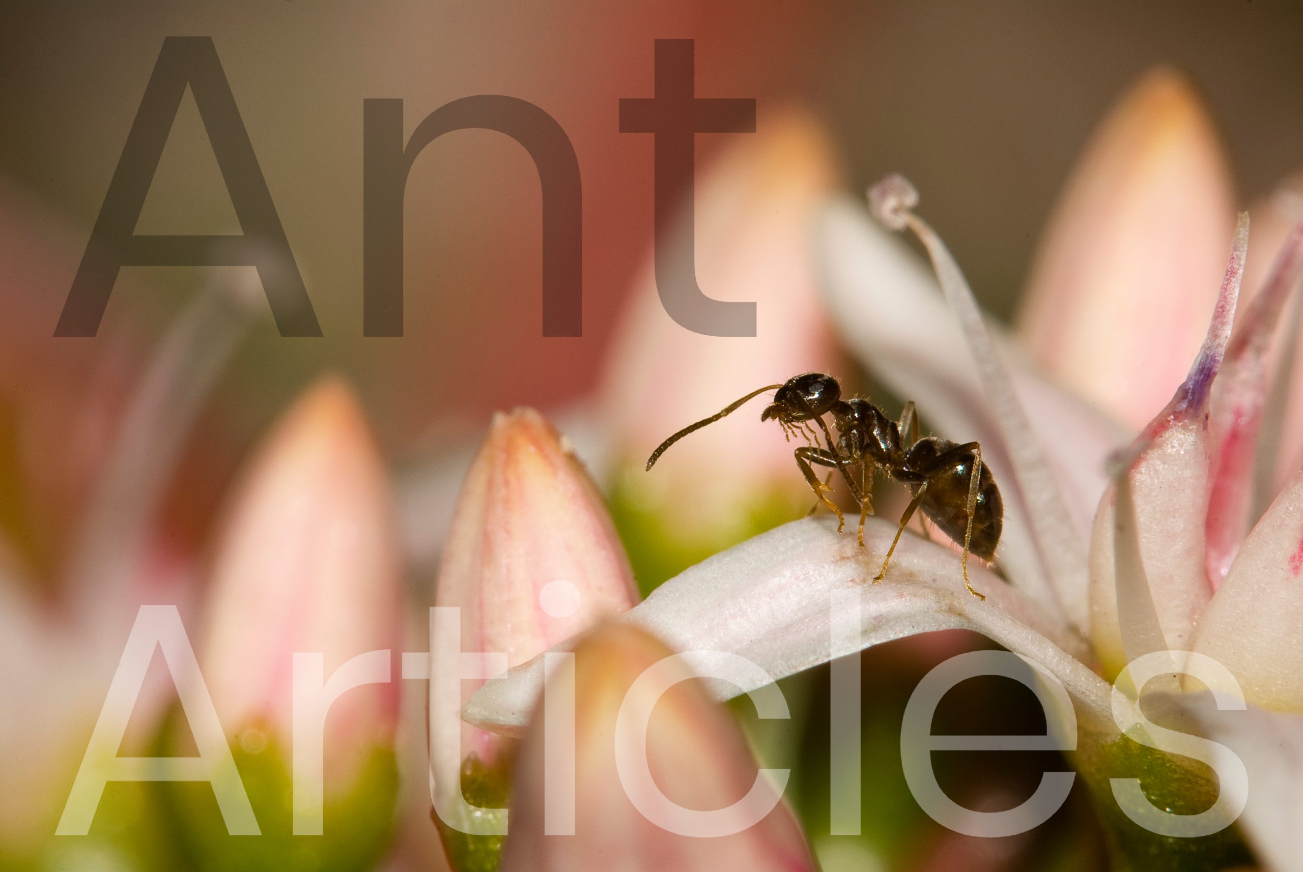 Ant Articles - Pest Cemetery Pro